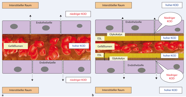 Expedition Glykokalyx | SpringerLink