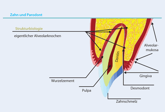 Physiologie der Mundhöhle | SpringerLink