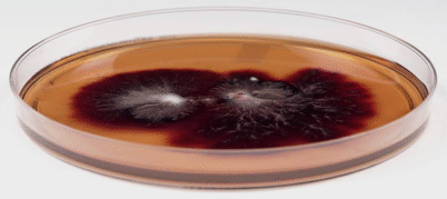 Trichophyton violaceum | SpringerLink