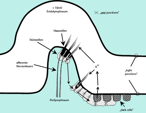 Endolymph-Homöostase und M. Menière | SpringerLink