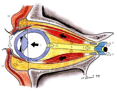 Endokrine Orbitopathie | SpringerLink