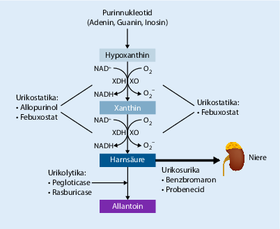 Hyperurikämie | SpringerLink