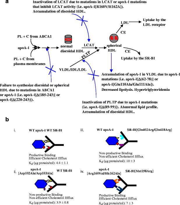 Role of apoA-I, ABCA1, LCAT, and SR-BI in the biogenesis of HDL ...