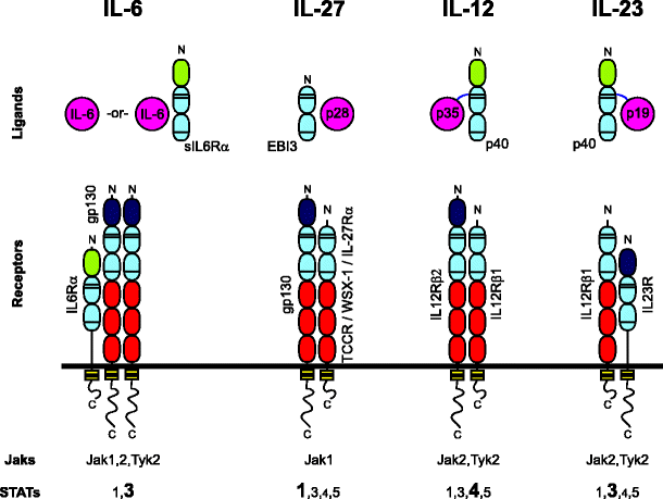 The biology and therapeutic potential of interleukin 27 | SpringerLink