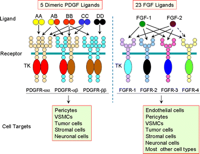 R Regulation of tumor angiogenesis and metastasis by FGF and PDGF ...