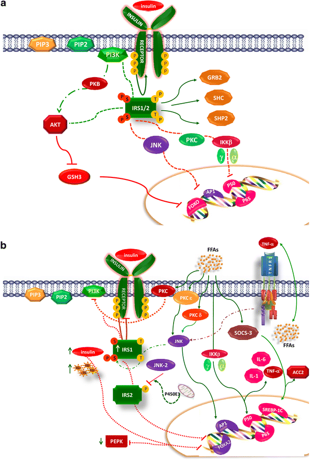 Molecular mechanisms involved in NAFLD progression | SpringerLink