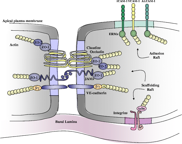 Functions of lipid raft membrane microdomains at the blood–brain ...