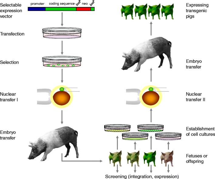 Transgenic pigs as models for translational biomedical research ...