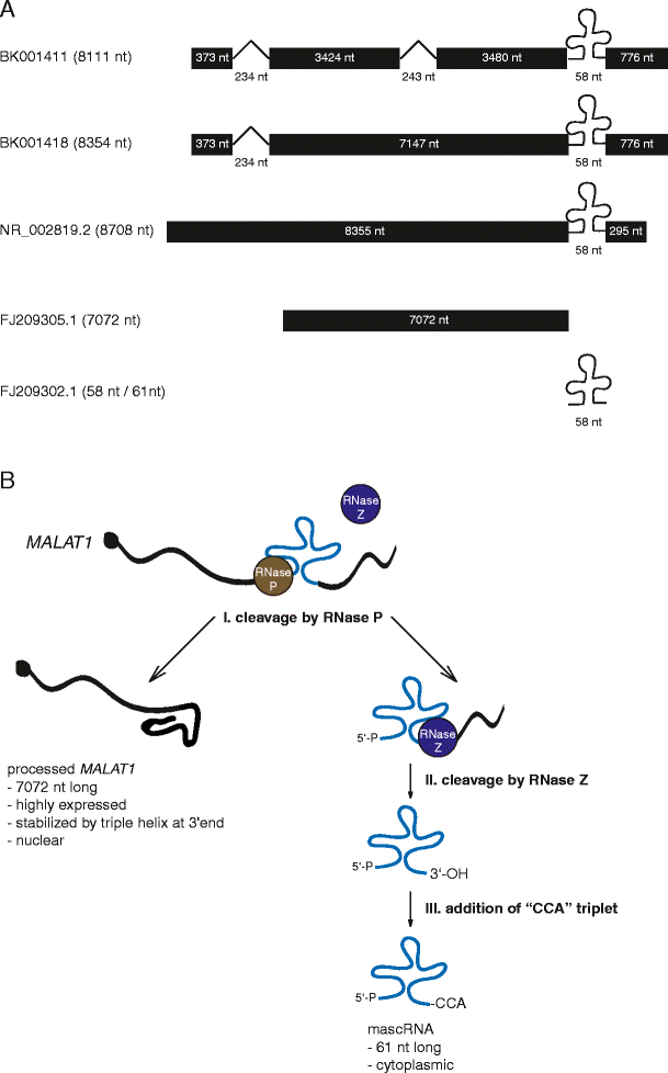 MALAT1 — a paradigm for long noncoding RNA function in cancer | SpringerLink