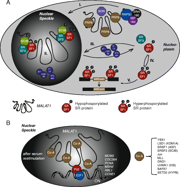 MALAT1 — a paradigm for long noncoding RNA function in cancer | SpringerLink