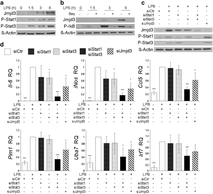 The signal transducers Stat1 and Stat3 and their novel target Jmjd3 ...