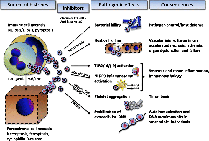 Extracellular histones in tissue injury and inflammation | SpringerLink