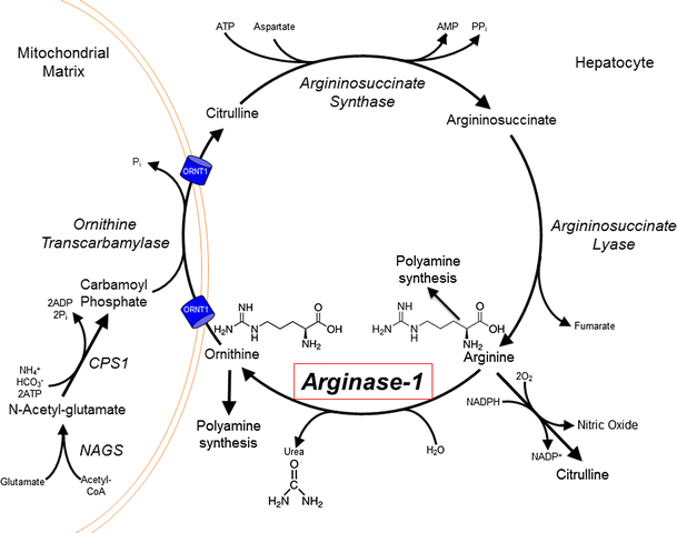 Arginase-1 deficiency | SpringerLink
