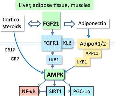 FGF21 activates AMPK signaling: impact on metabolic regulation and the ...