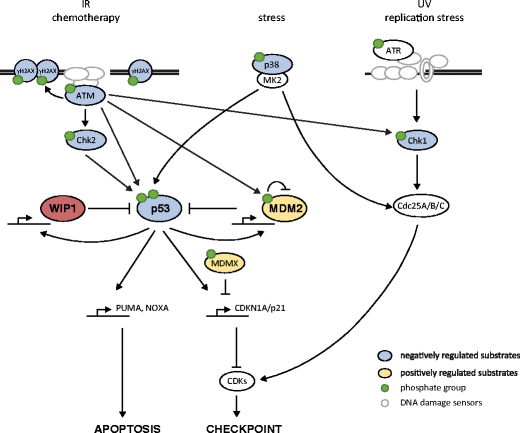WIP1 phosphatase as pharmacological target in cancer therapy | SpringerLink