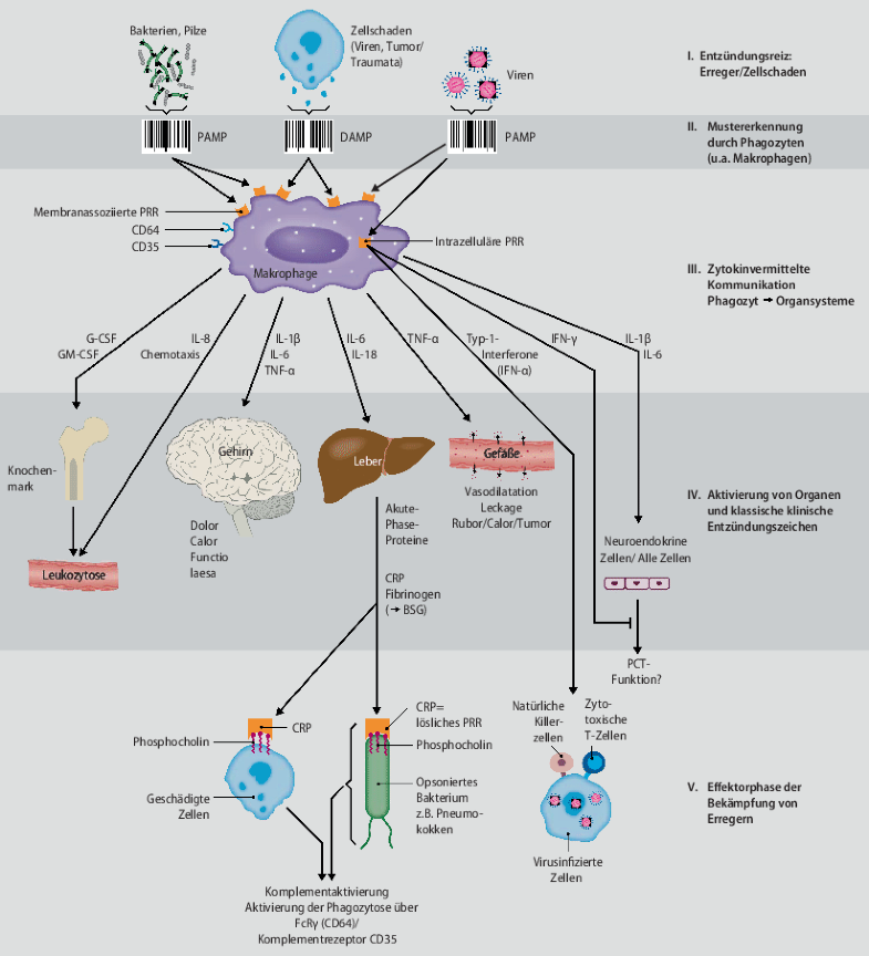 C-reaktives Protein und andere immunologische Biomarker | SpringerLink