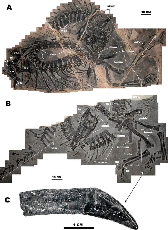 An unusual archosaurian from the marine Triassic of China | SpringerLink