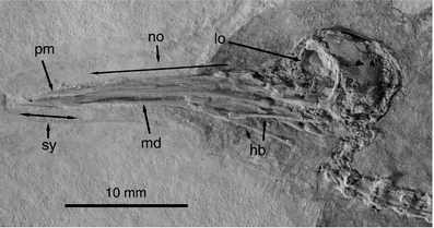 Hummingbird with modern feathering: an exceptionally well-preserved ...