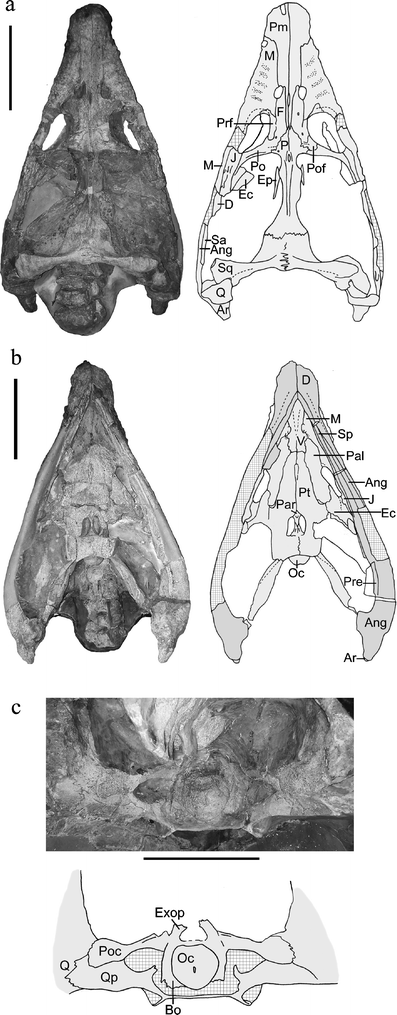 The skull of the giant predatory pliosaur Rhomaleosaurus cramptoni ...