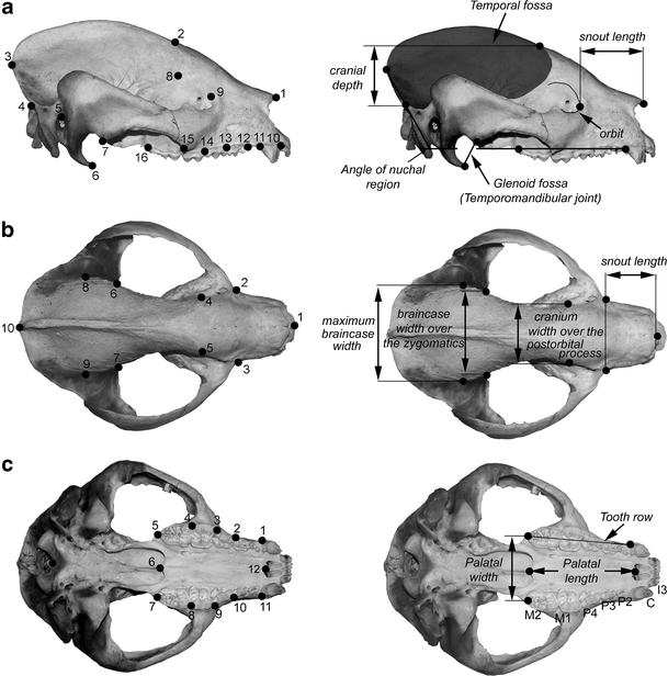 Cranial shape transformation in the evolution of the giant panda ...