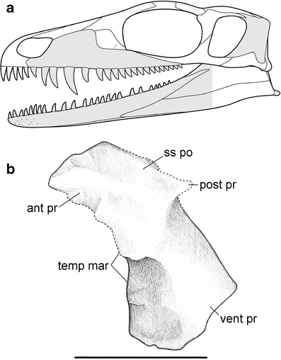 The last “pelycosaur”: a varanopid synapsid from the Pristerognathus ...