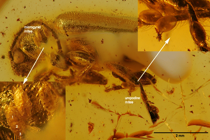 Fossil mesostigmatid mites (Mesostigmata: Gamasina, Microgyniina ...