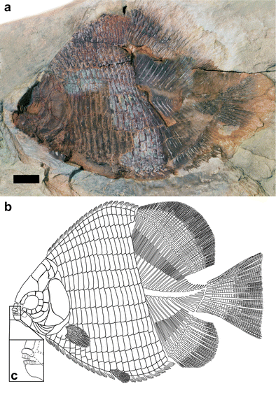 Evidence of a specialized feeding niche in a Late Triassic ray-finned ...