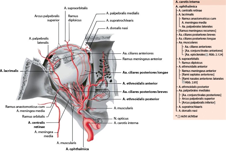 Orbita | SpringerLink