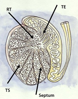Tubuläre Ektasie des Rete testis | SpringerLink