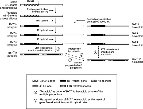Evolutionary origin of the segmental duplication encompassing the wheat ...