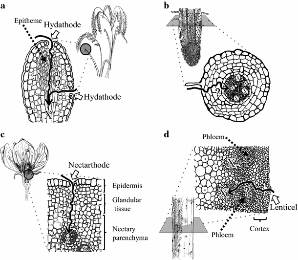 Infection processes of xylem-colonizing pathogenic bacteria: possible explanations for the ...