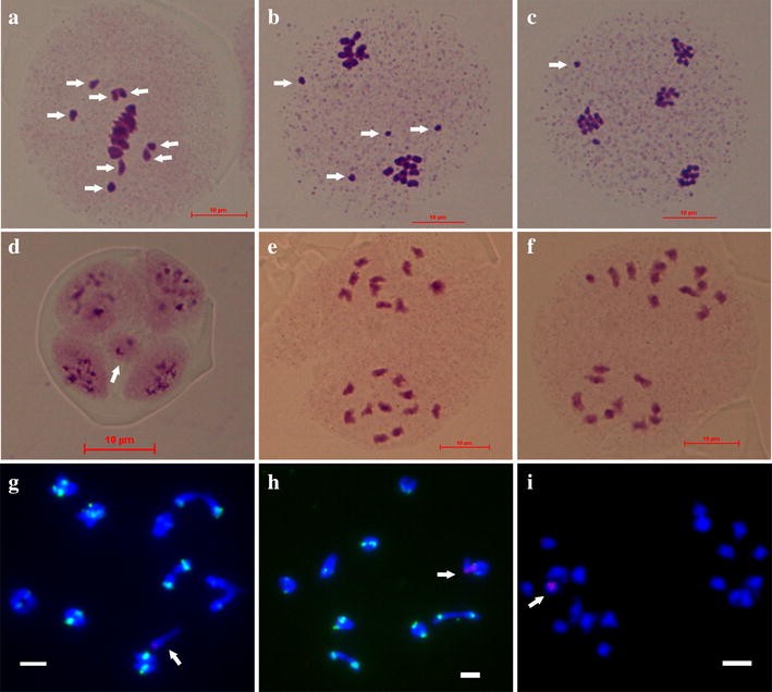 Development of Brassica oleracea- nigra monosomic alien addition lines ...