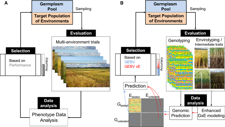 Accelerating crop genetic gains with genomic selection | Springer for ...