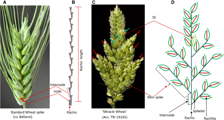 Genetic insights into morphometric inflorescence traits of wheat ...