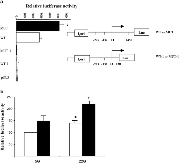 Mutation at position −132 in the islet amyloid polypeptide ( IAPP) gene ...