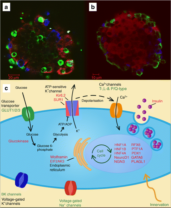 A tale of two glucose transporters: how GLUT2 re-emerged as a contender ...