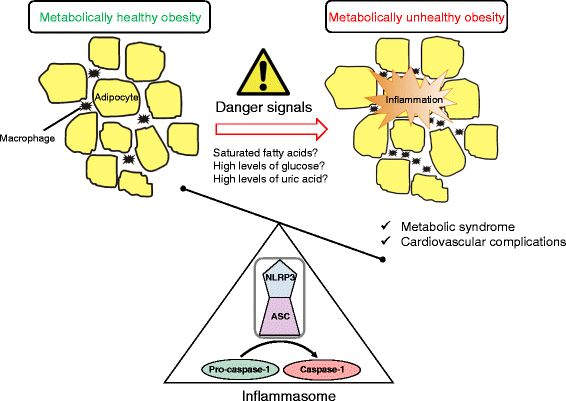 Tipping the inflammatory balance: inflammasome activation distinguishes ...