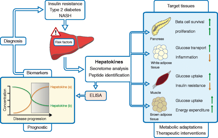 Hepatokines: unlocking the multi-organ network in metabolic diseases ...