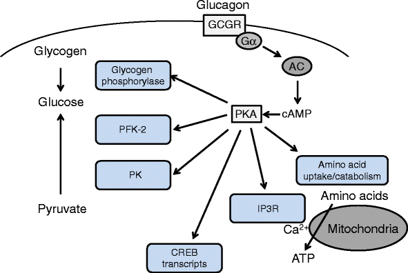 Glucagon: acute actions on hepatic metabolism | SpringerLink
