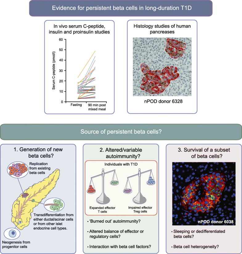 Beta cells in type 1 diabetes: mass and function; sleeping or dead ...
