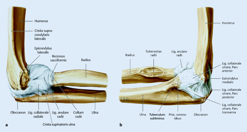 Akute und chronische Instabilitäten des Ellenbogengelenkes | SpringerLink