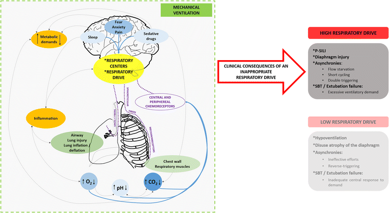 Is my patient’s respiratory drive (too) high? | SpringerLink