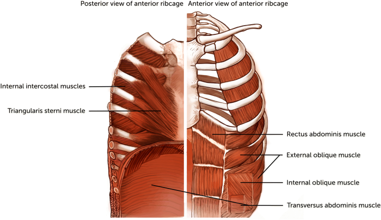 Expiratory muscle dysfunction in critically ill patients: towards ...