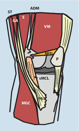 Anatomie der lateralen und medialen Stabilisatoren des Kniegelenks ...