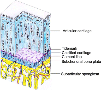The basic science of the subchondral bone | SpringerLink