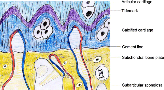 The basic science of the subchondral bone | SpringerLink