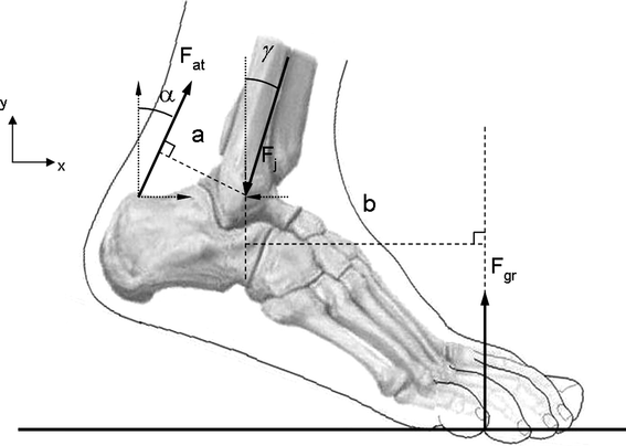 The relation between geometry and function of the ankle joint complex ...