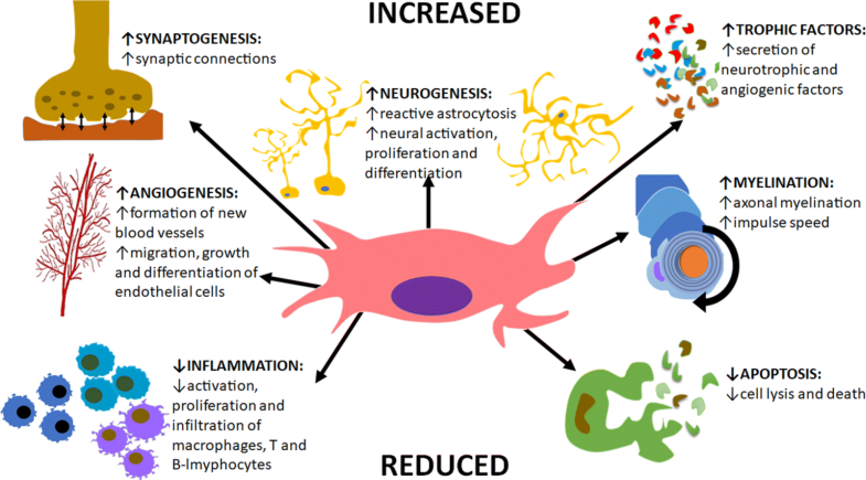 Intraarticular injection of bone marrow-derived mesenchymal stem cells ...