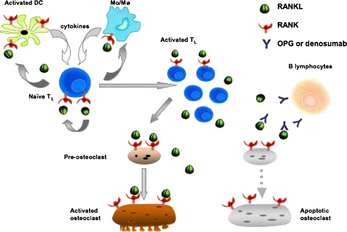 Do RANKL inhibitors (denosumab) affect inflammation and immunity ...