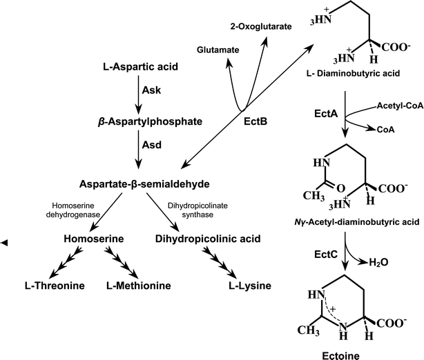 Characterization of the ectoine biosynthesis genes of ...